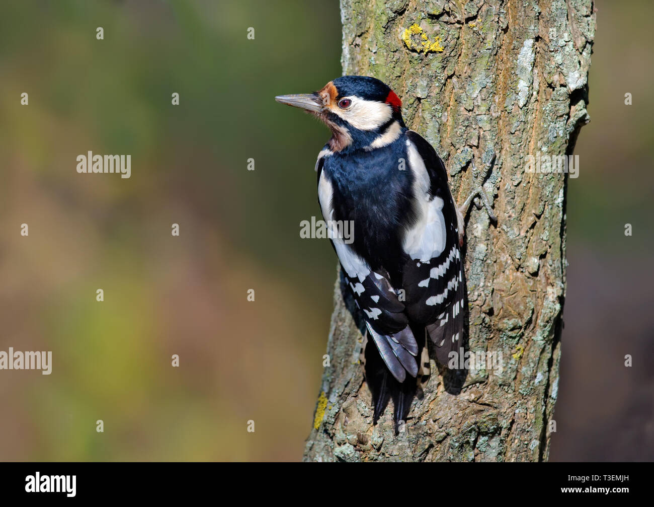 Woodpecker displays hi-res stock photography and images - Alamy