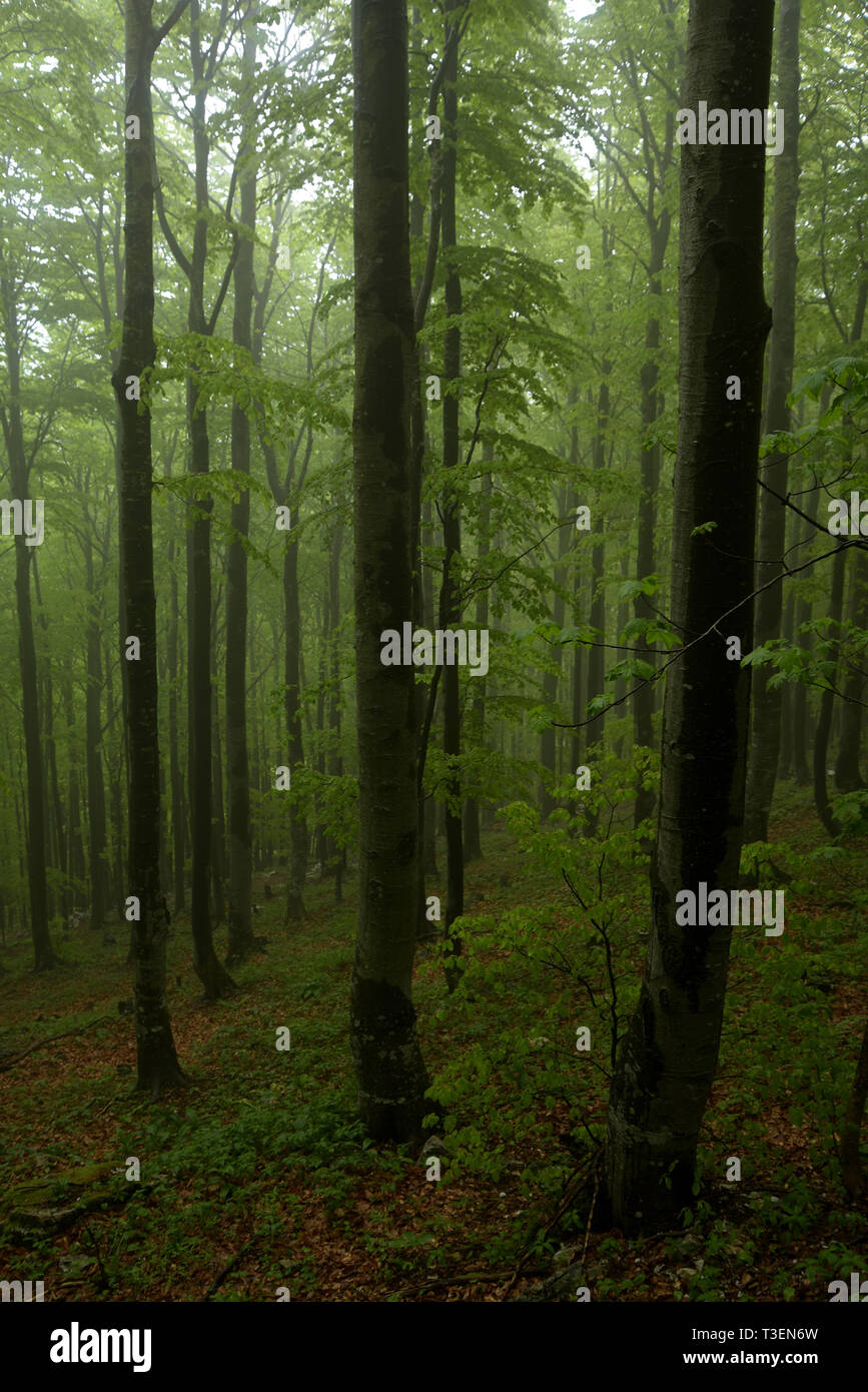 Slovenia, Tarnova Forest, Fagus sylvatica, Beech tree, wood Stock Photo ...