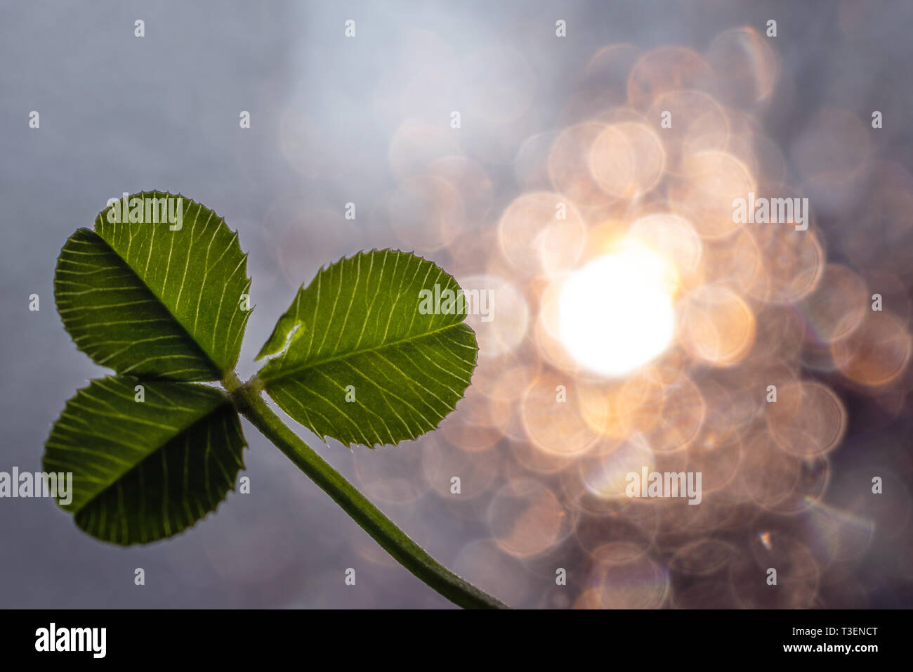 Small clover sprout with three leaves against the background of water ...