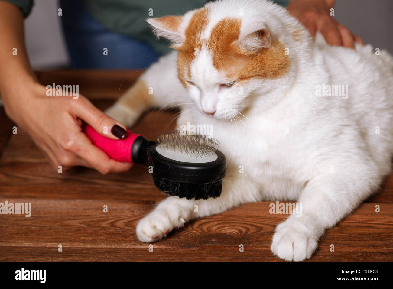 Cats bear hi-res stock photography and images - Alamy
