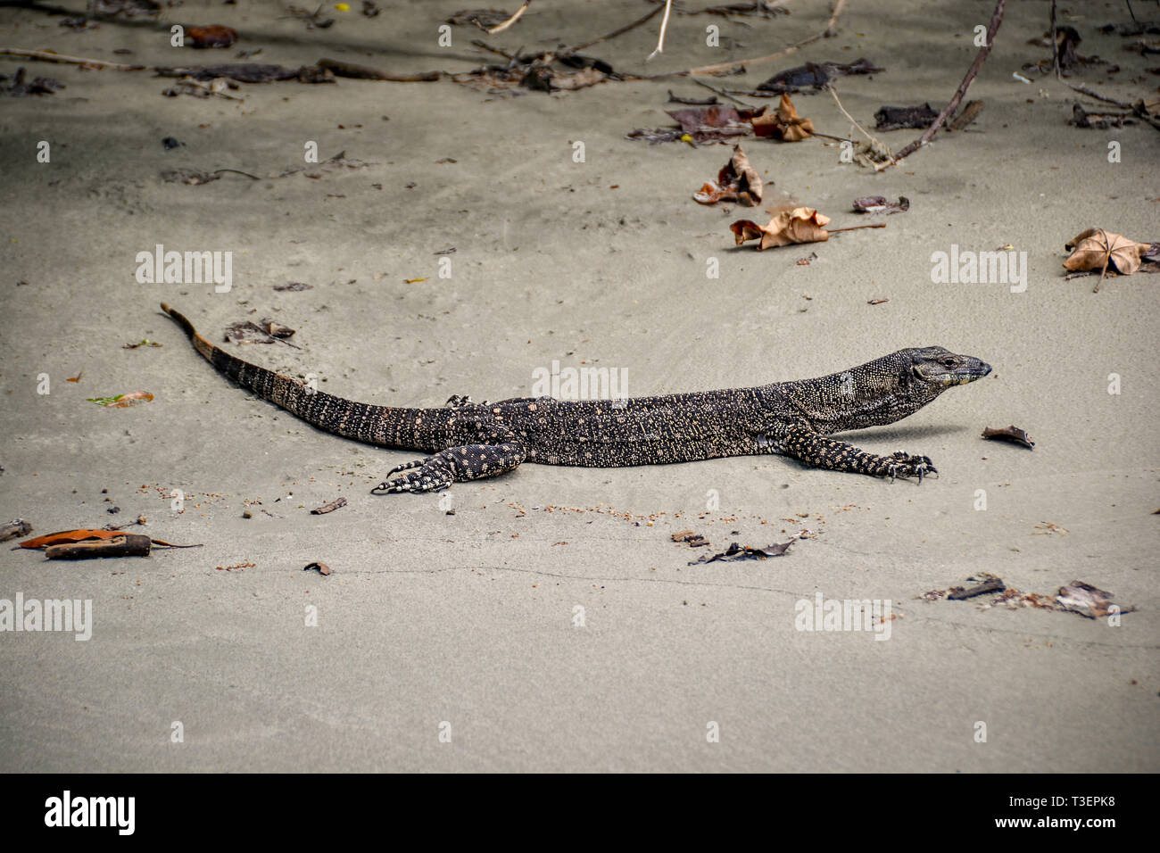portrait of live monitor lizard varan australia Stock Photo - Alamy