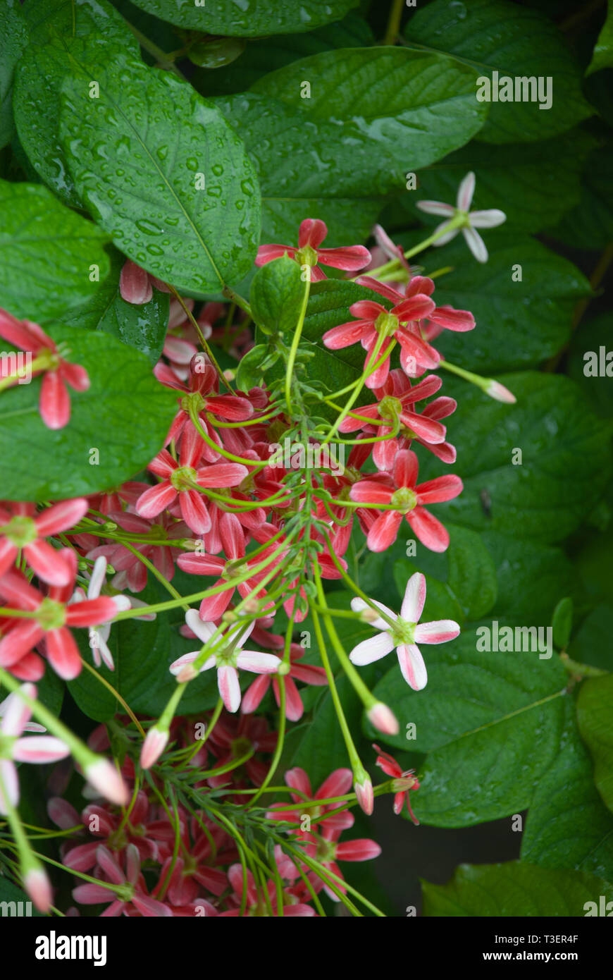 Small flowers with green and red leaves hi-res stock photography and ...