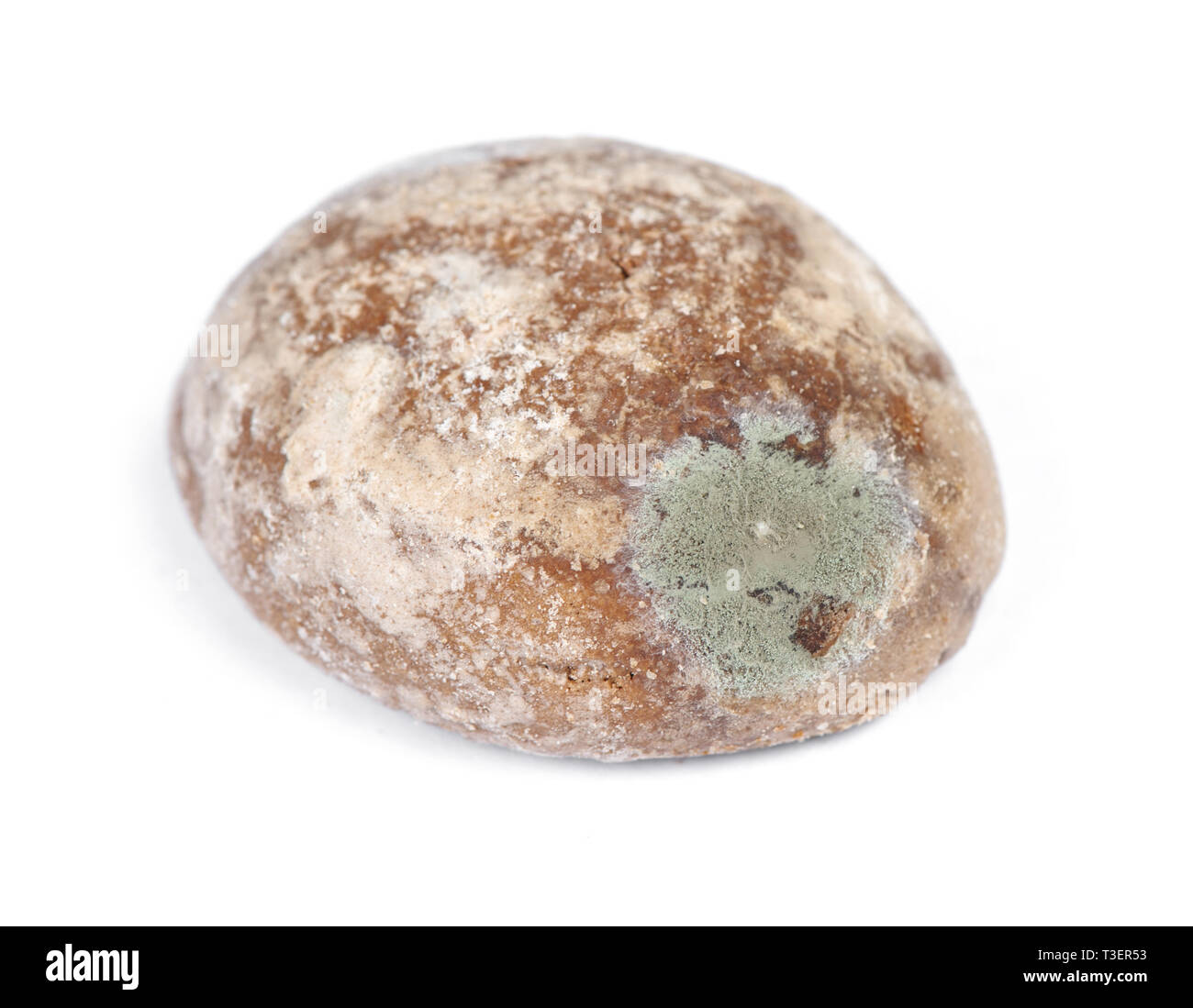 One moldy gingerbread cookie isolated on white background Stock Photo ...