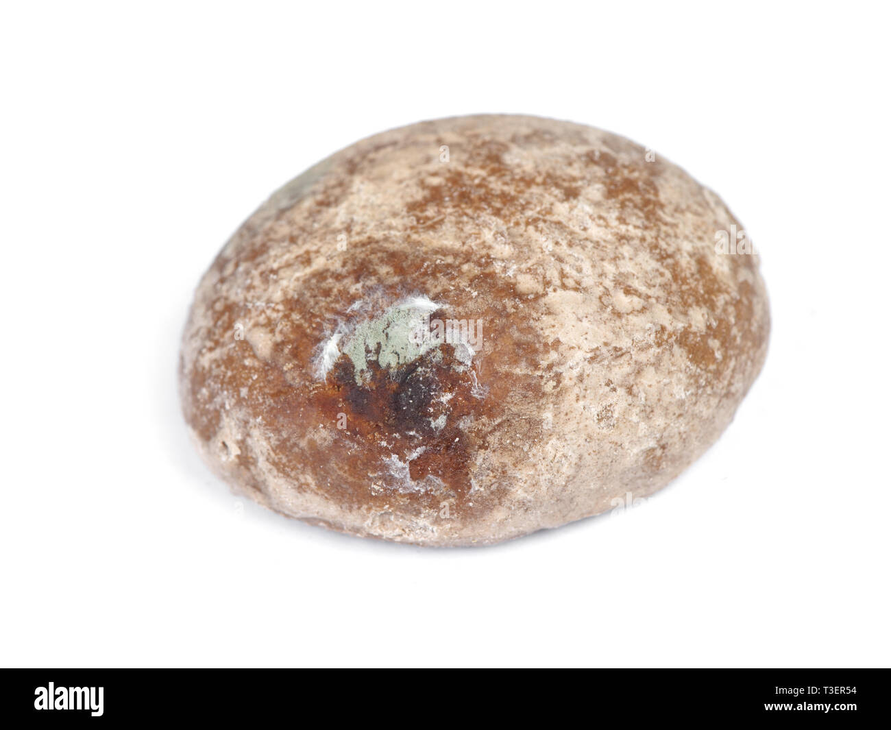 One moldy gingerbread cookie isolated on white background Stock Photo ...
