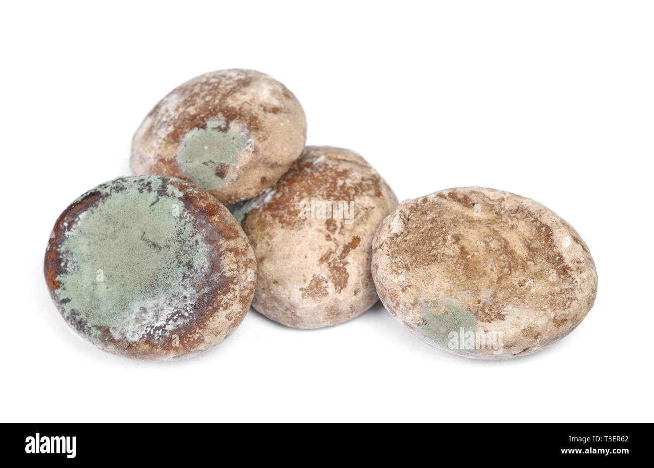 Fungal group Cut Out Stock Images & Pictures - Alamy