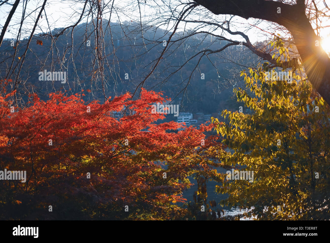 Maple tree tourism season hi-res stock photography and images - Alamy