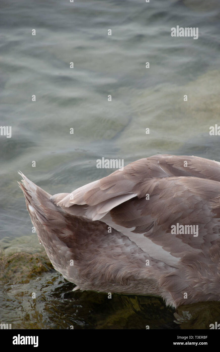 Tail of swan in the lake Stock Photo - Alamy