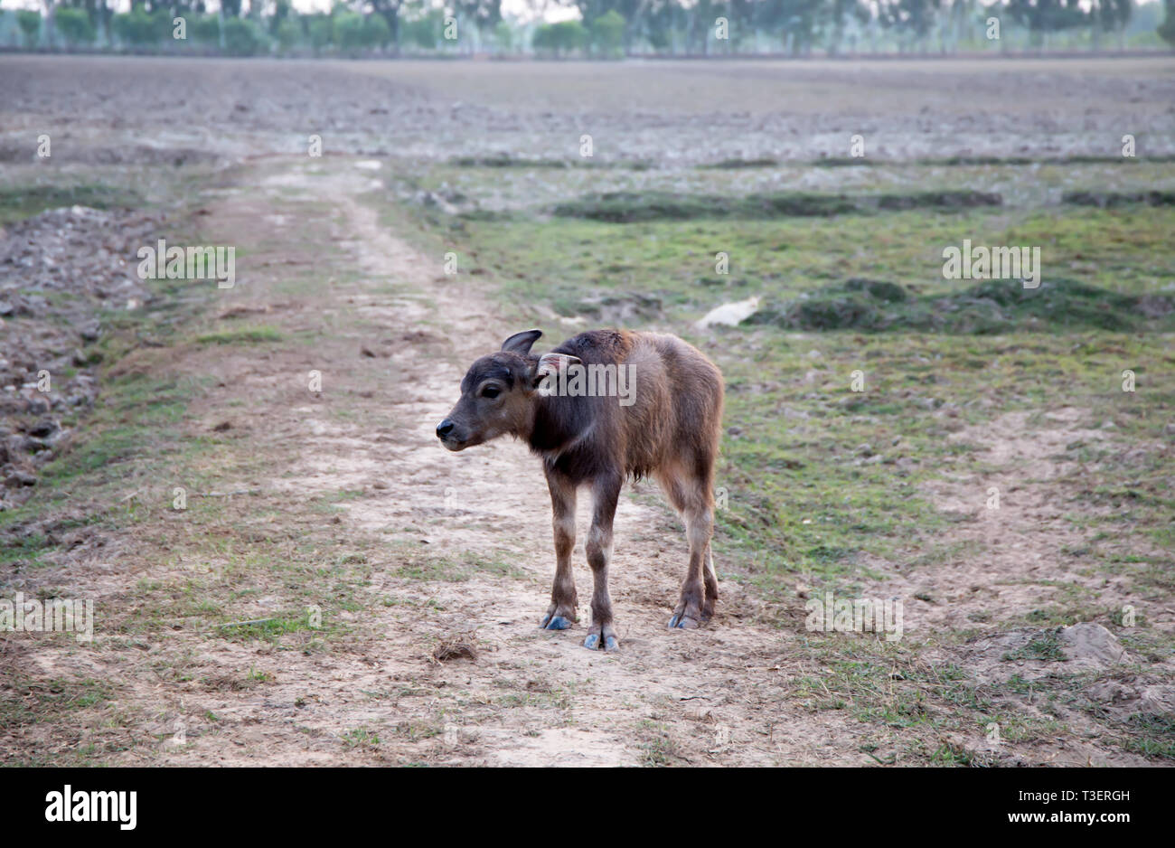 Young buffalo isolated in a coutryside background Stock Photo - Alamy