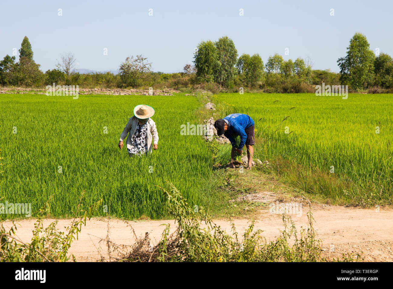 Farmers harvest rice at a rice field hi-res stock photography and ...