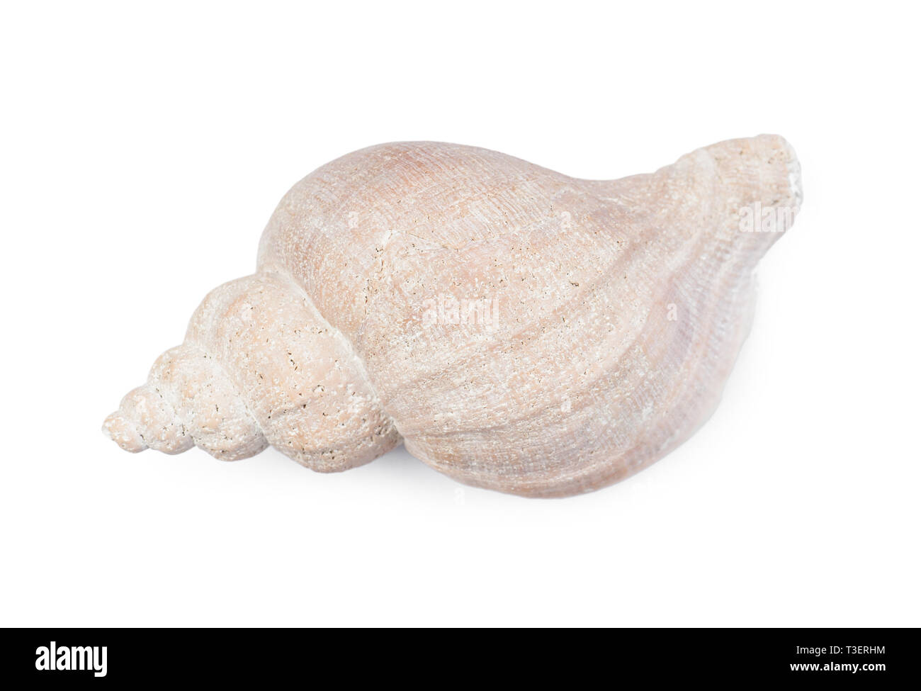 Big seashell in close-up isolated on white background Stock Photo - Alamy