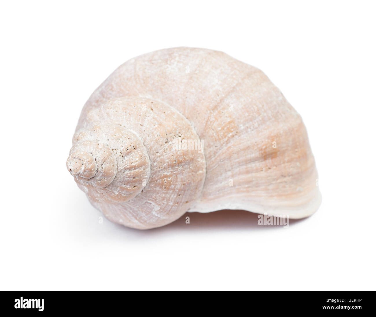 Big seashell in close-up isolated on white background Stock Photo - Alamy