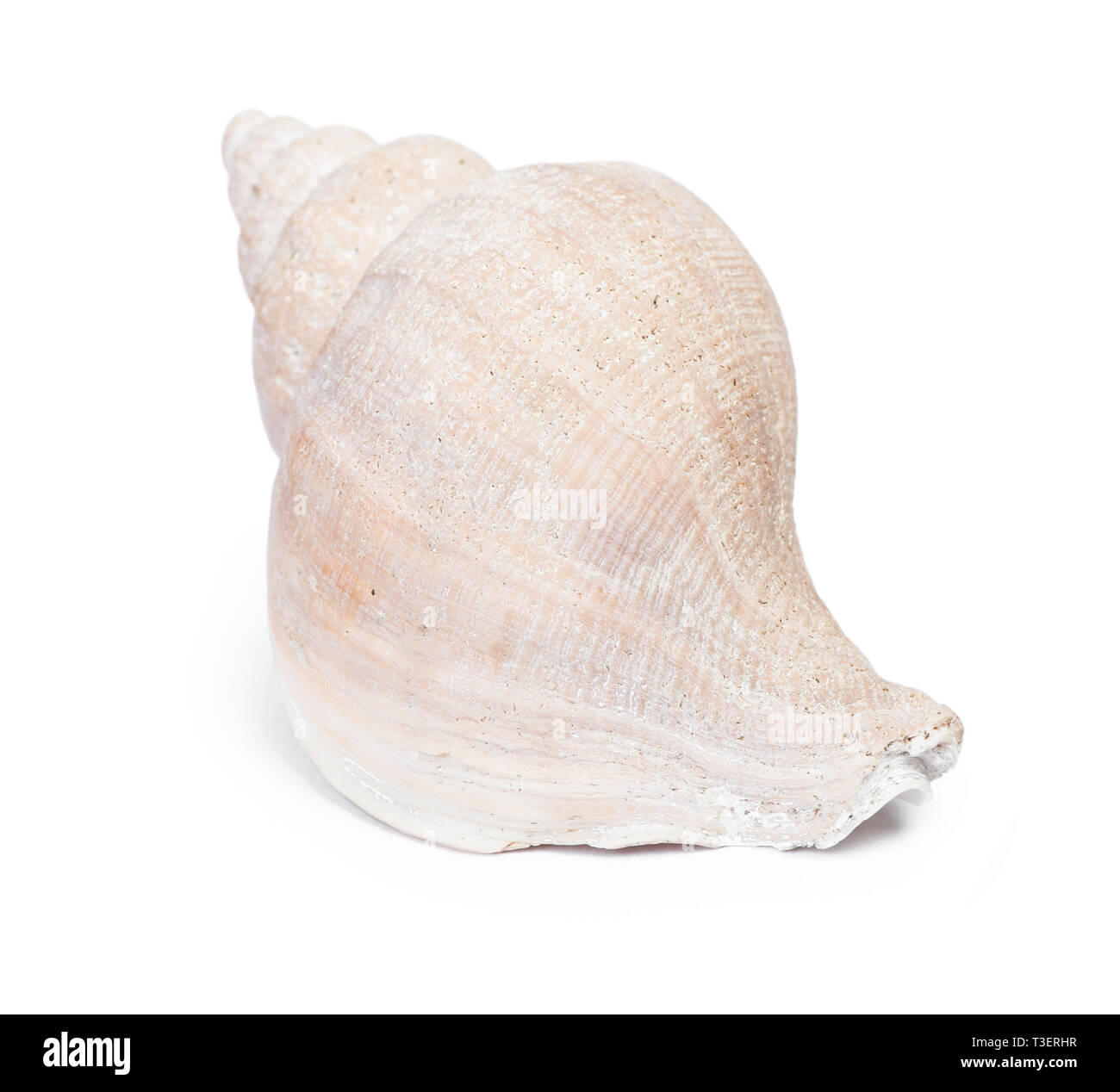 Big seashell in close-up isolated on white background Stock Photo - Alamy