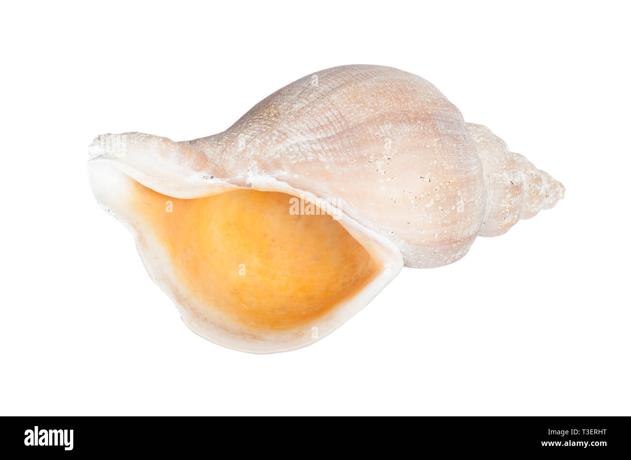 Big seashell in close-up isolated on white background Stock Photo - Alamy