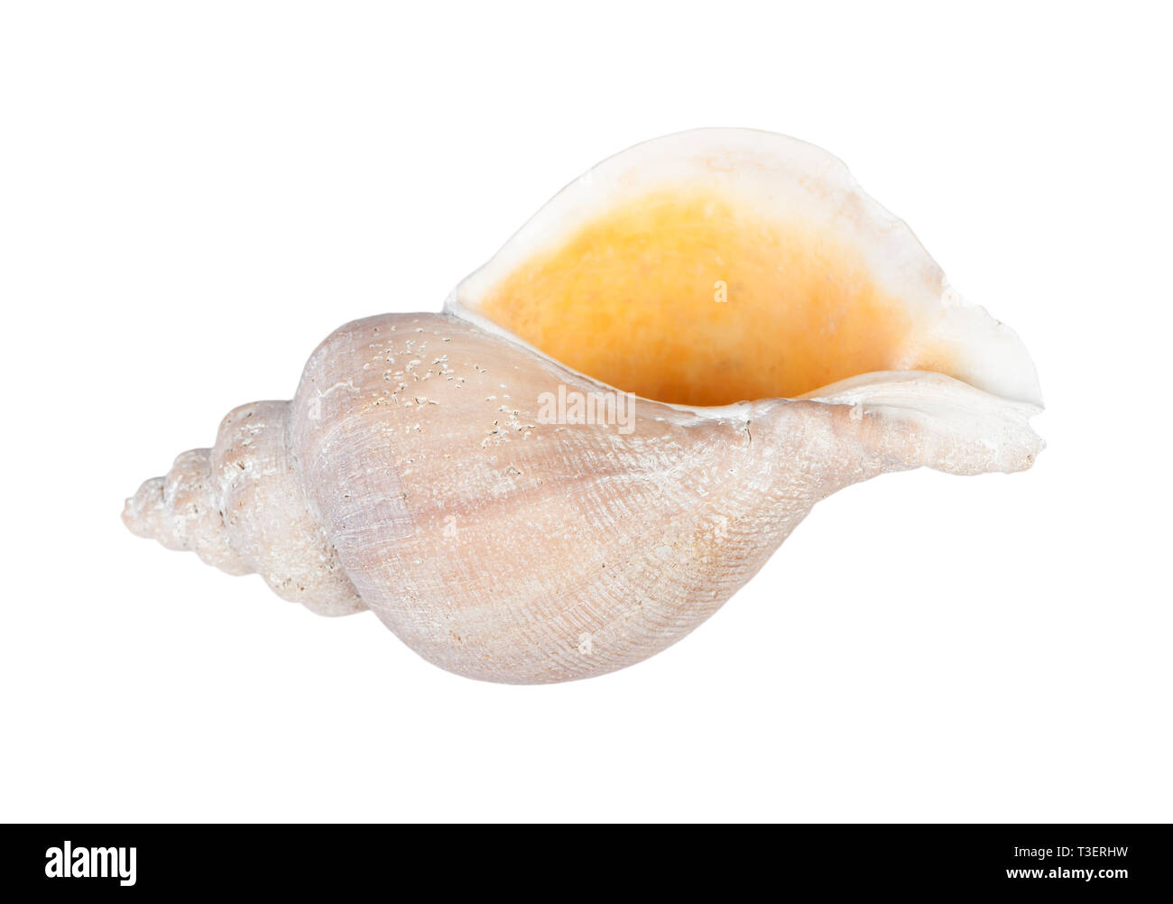 Big seashell in close-up isolated on white background Stock Photo - Alamy