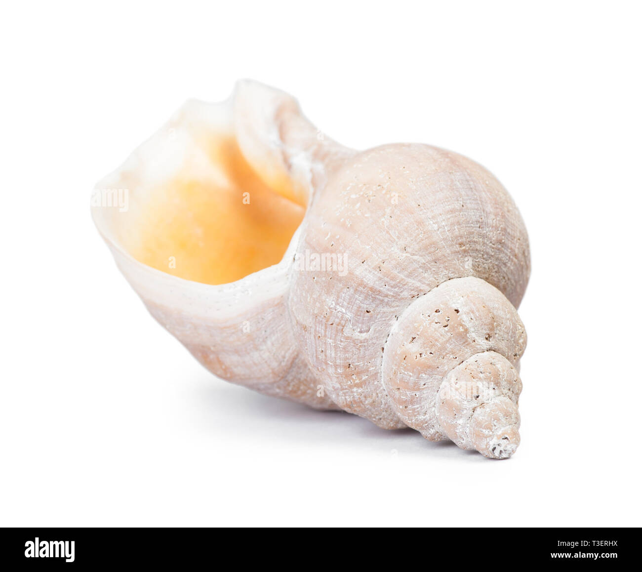 Big seashell in close-up isolated on white background Stock Photo - Alamy