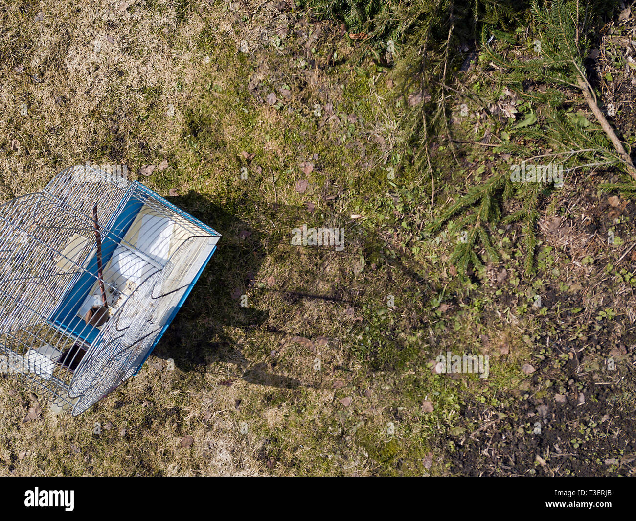 A bird cage with a bird placed on the ground, overhead shot Stock Photo ...