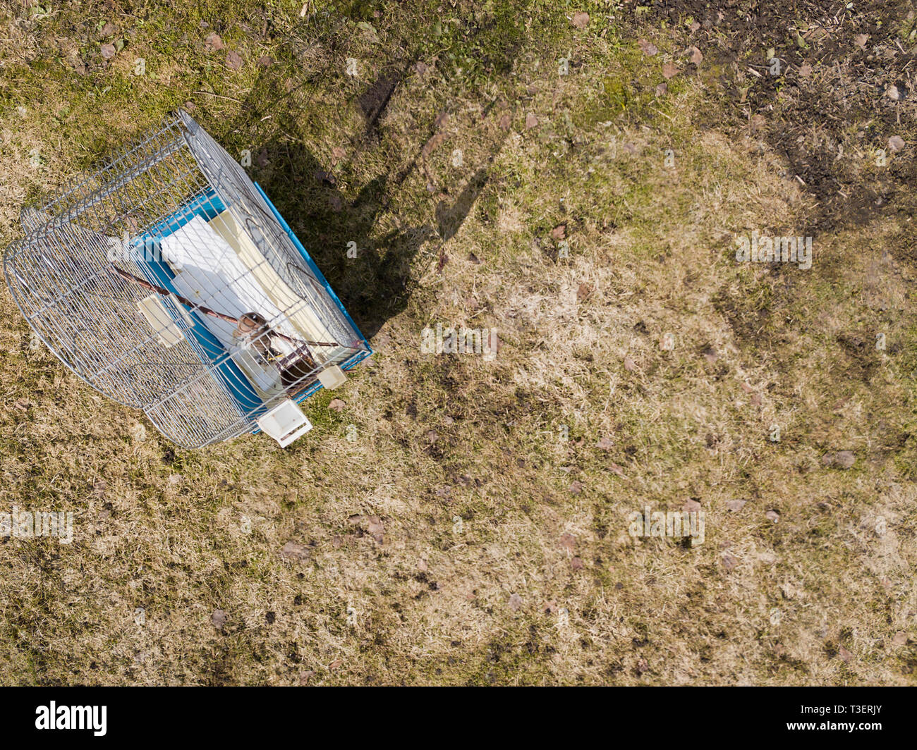 A bird cage with a bird placed on the ground, overhead shot Stock Photo ...
