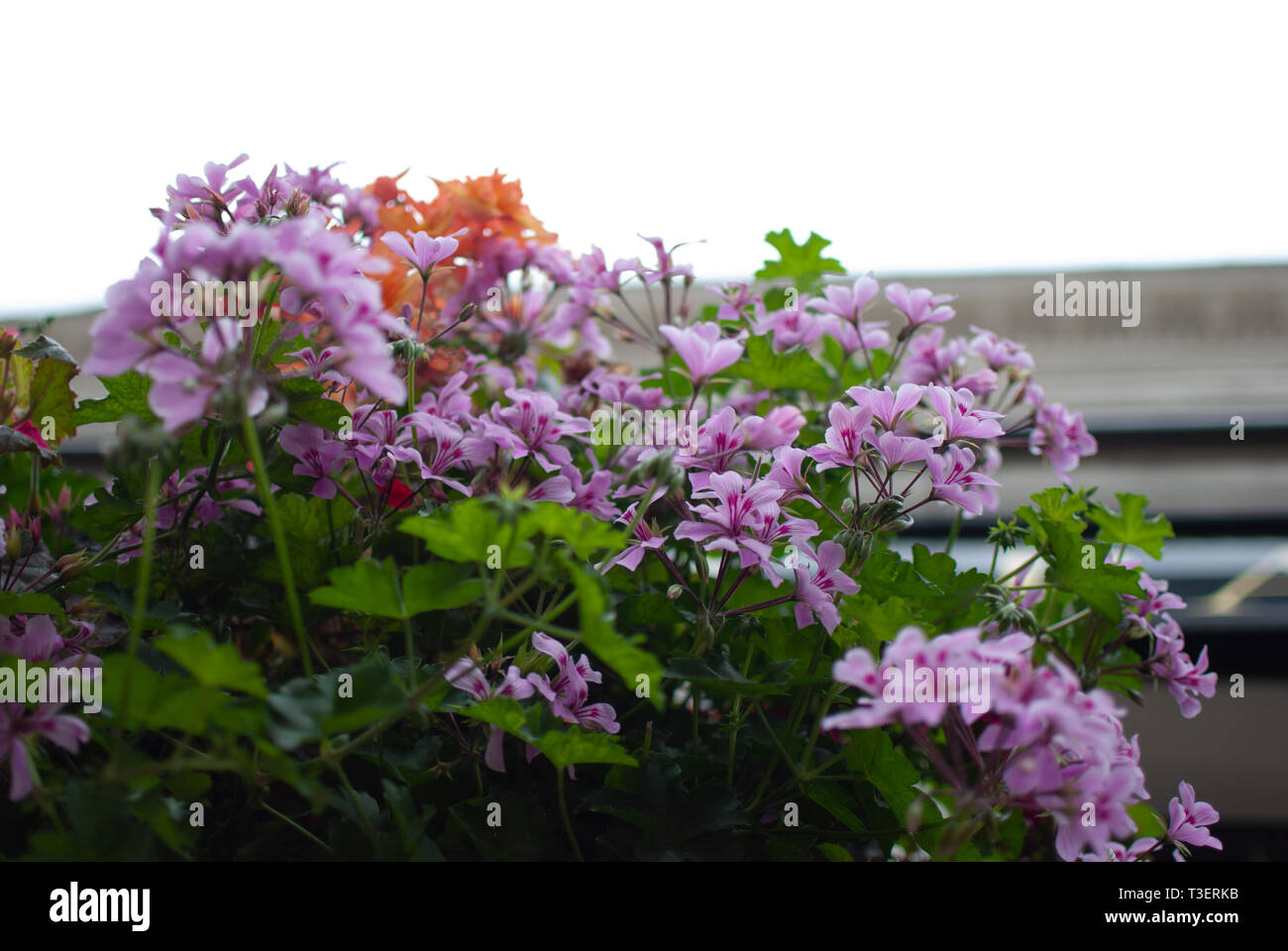 Big geranium on balcony hi-res stock photography and images - Alamy