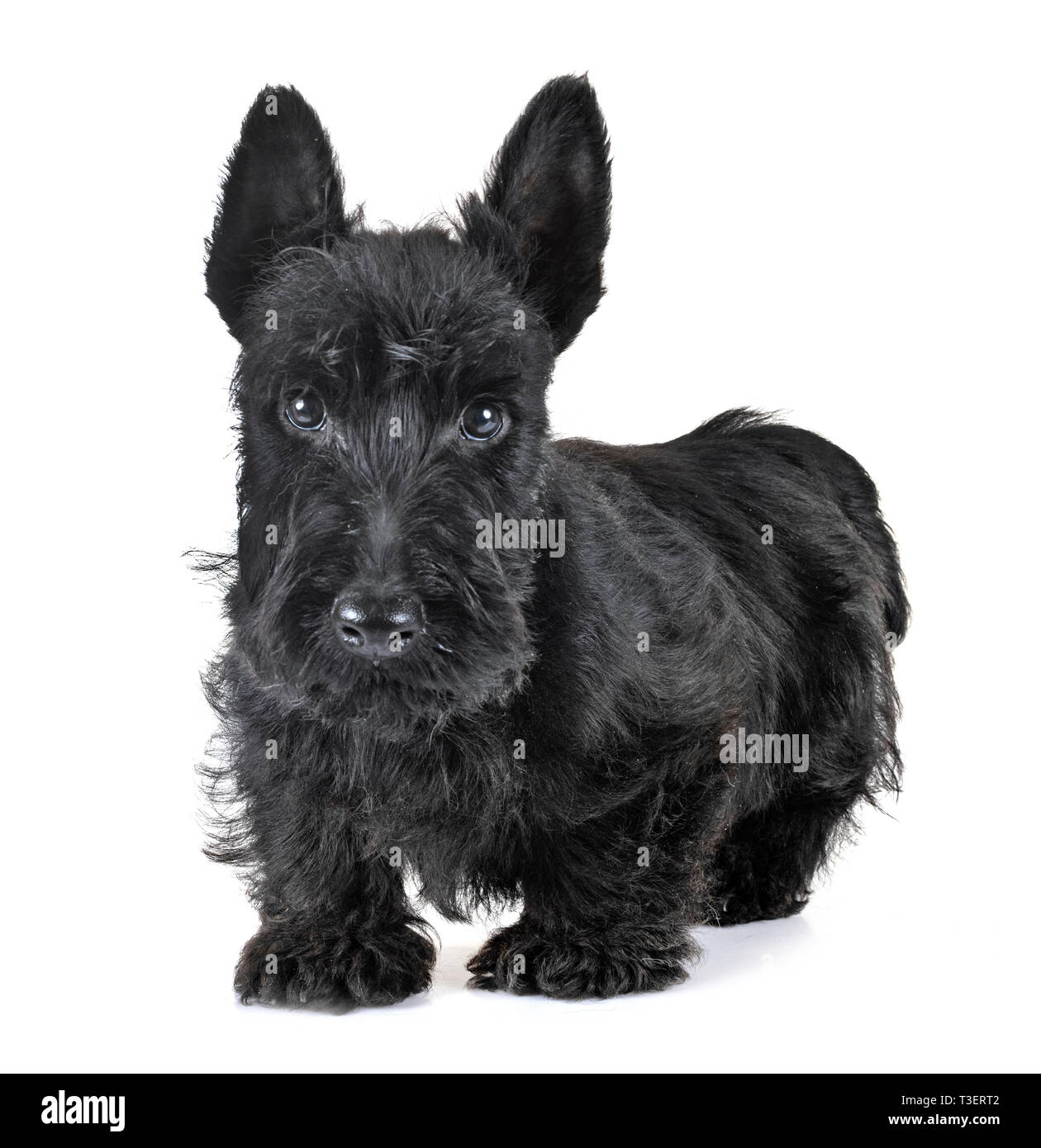 puppy scottish terrier in front of white background Stock Photo - Alamy