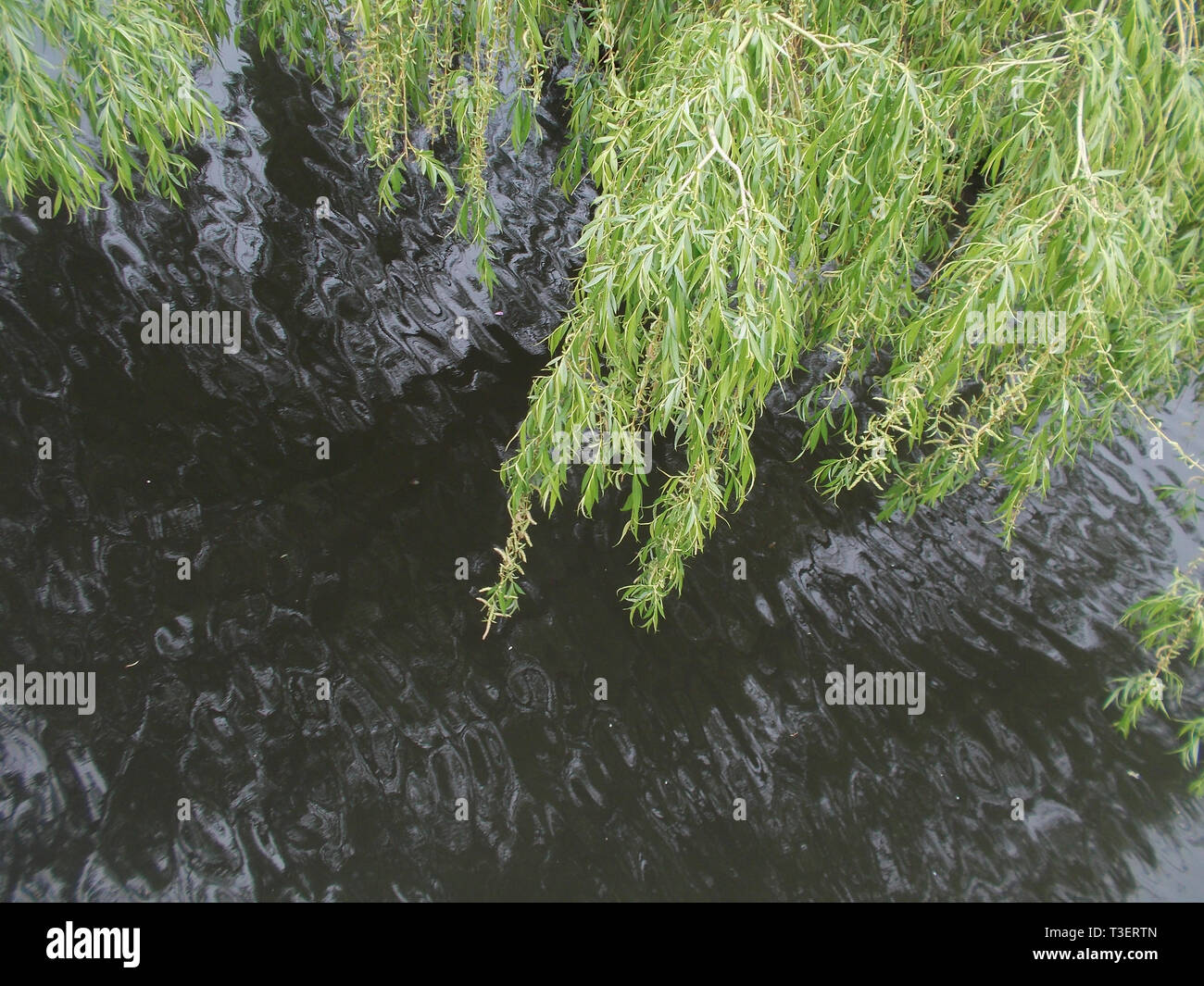 Branches of weeping willow over the river Stock Photo - Alamy