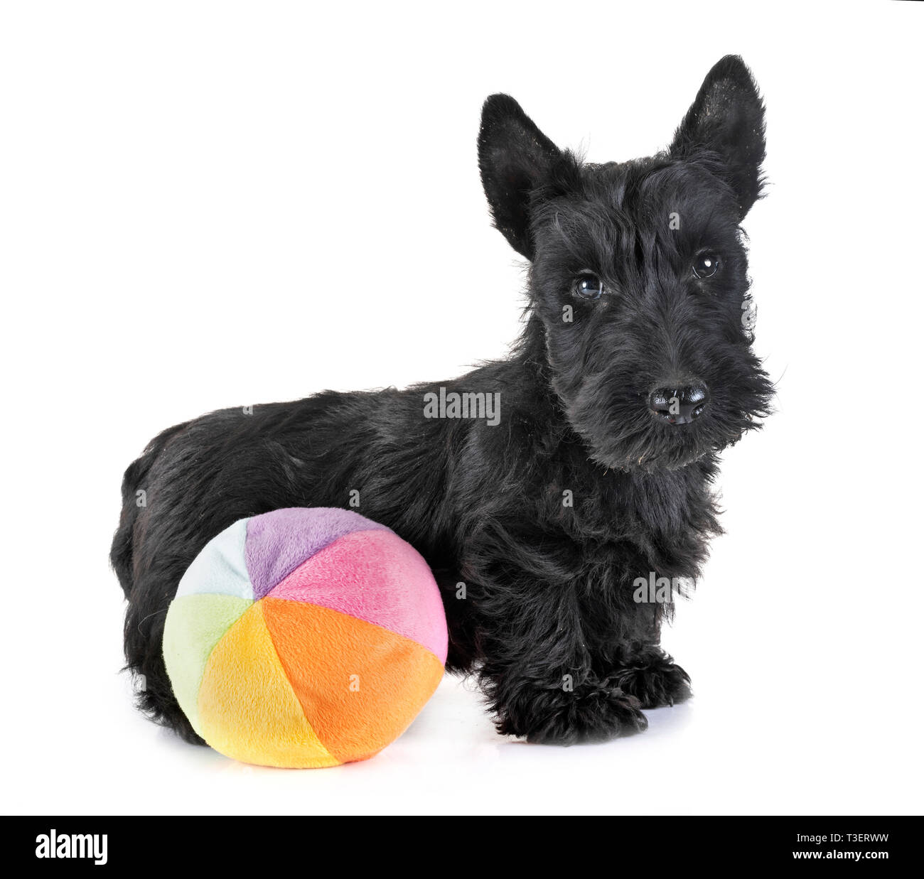 puppy scottish terrier in front of white background Stock Photo - Alamy