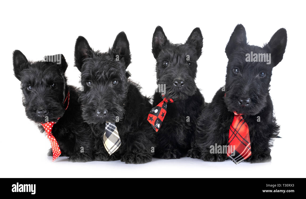 puppies scottish terrier in front of white background Stock Photo - Alamy
