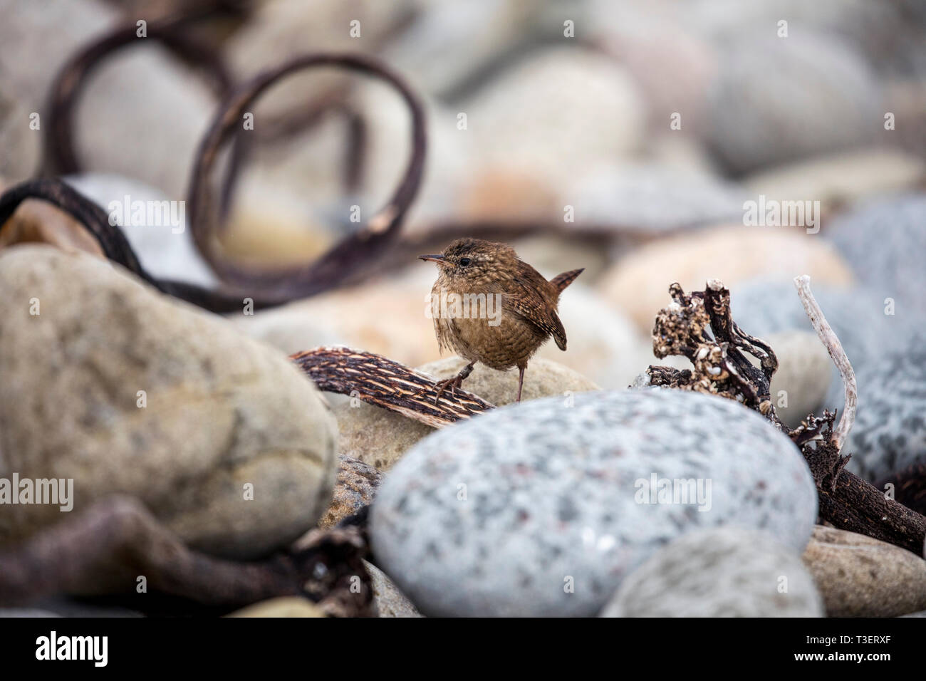 Fair Isle Wren; Troglodytes troglodytes fridariensis; Fair Isle ...