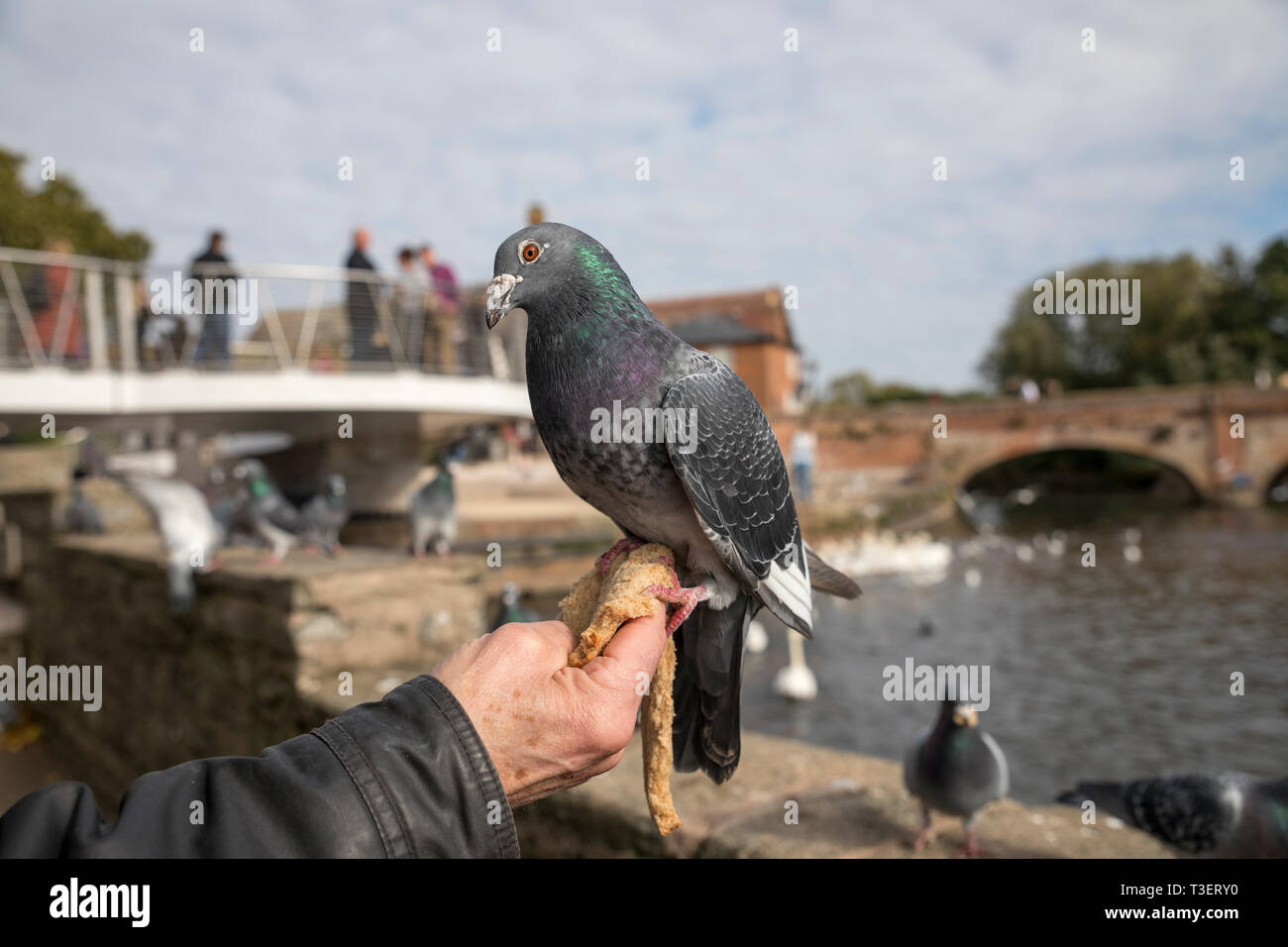 Person with pigeon hi-res stock photography and images - Alamy