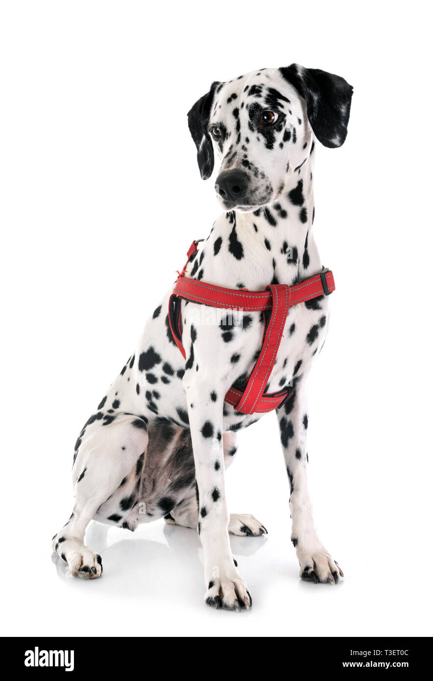 dalmatian dog in front of white background Stock Photo - Alamy
