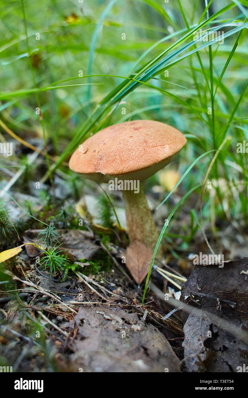 Red cap bolete hi-res stock photography and images - Alamy