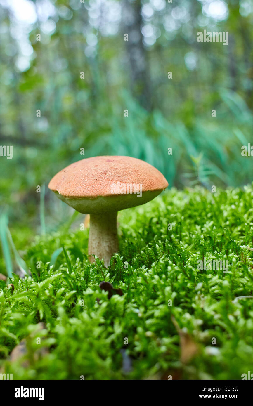 Red cap bolete hi-res stock photography and images - Alamy