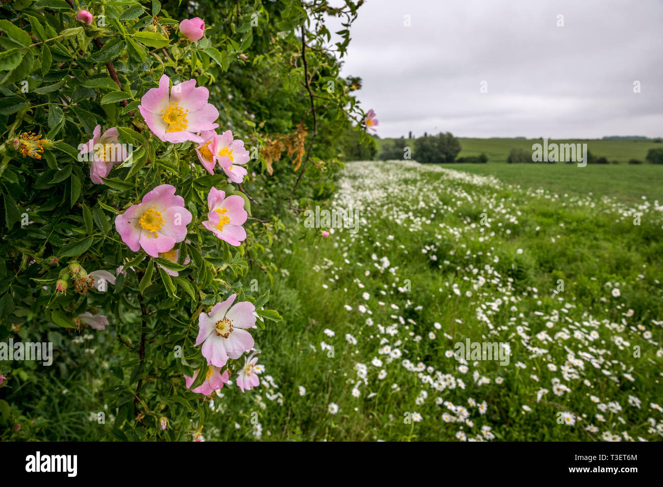 Hope Farm; RSPB; Cambridgeshire Stock Photo - Alamy