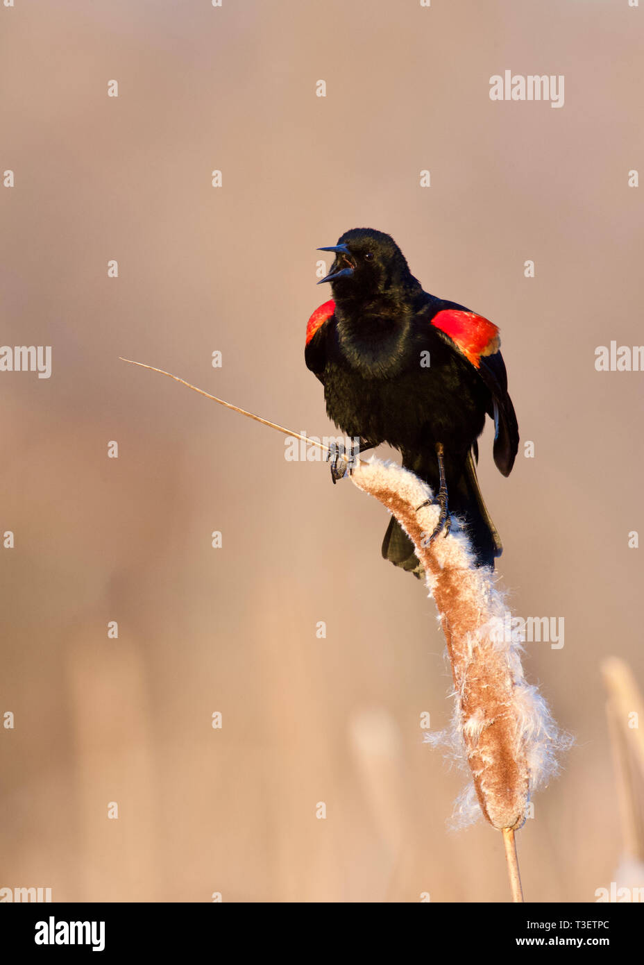 Red-winged Blackbird performing mating display and song on cattails in ...