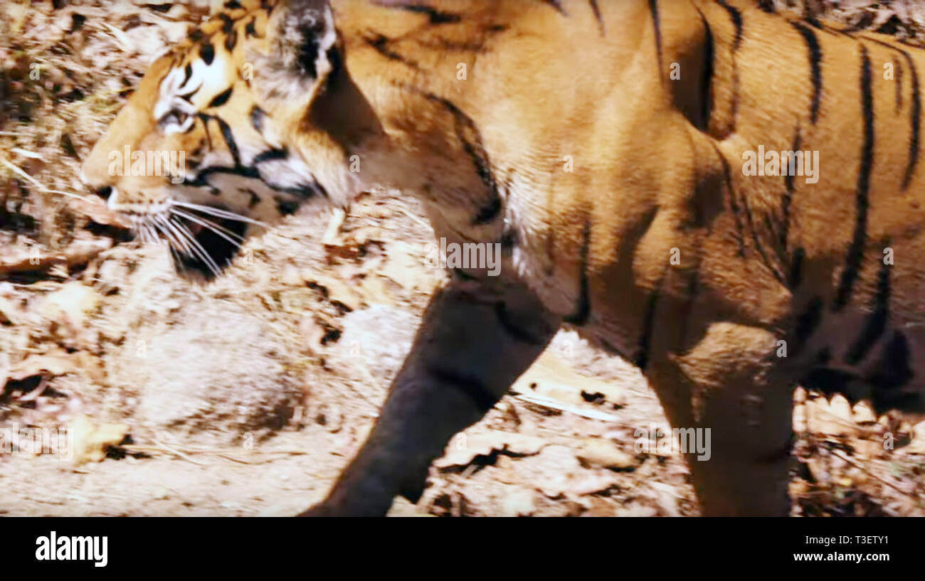 TIGERLAND, (aka TAKEN BY THE TIGER), 2019. © Discovery Channel ...