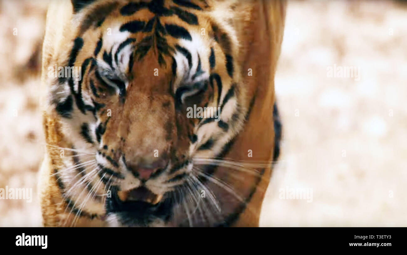 TIGERLAND, (aka TAKEN BY THE TIGER), 2019. © Discovery Channel ...