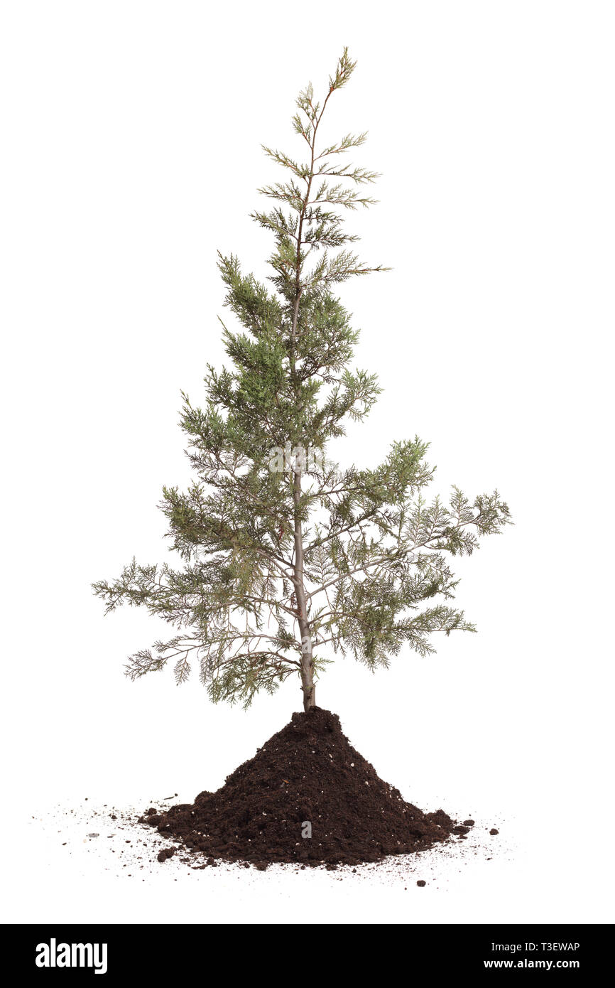 Planted tree and soil isolated on white background Stock Photo - Alamy