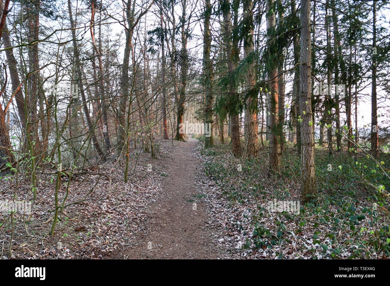 Scenic views on beautiful european forest landscapes Stock Photo - Alamy