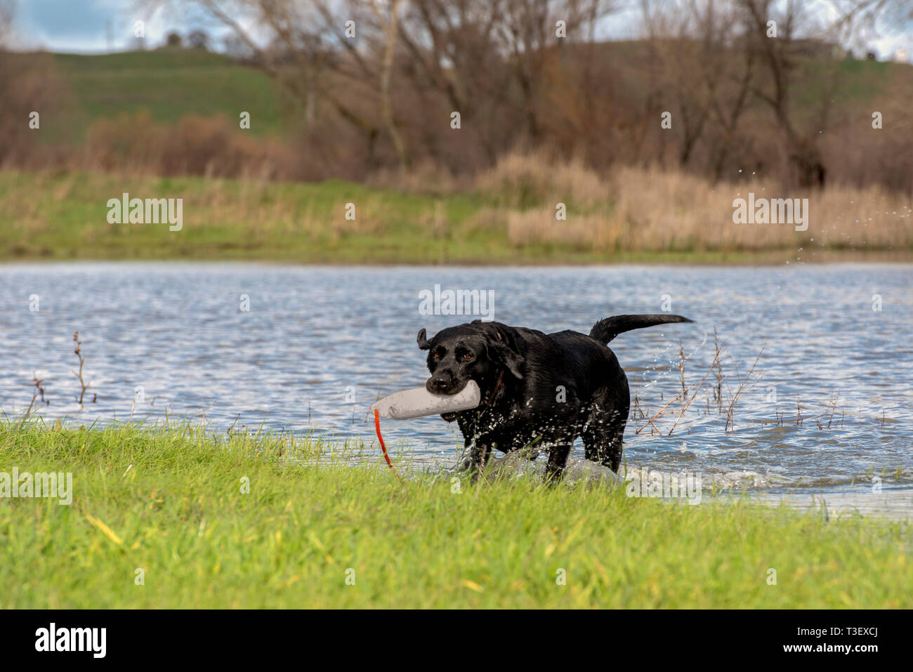 Black lab hunting hi-res stock photography and images - Alamy