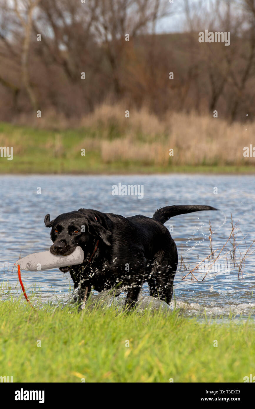 Black lab hunting hi-res stock photography and images - Alamy