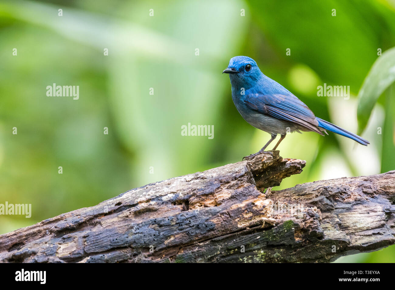 Pale Blue Flycatcher-blue bird Stock Photo - Alamy