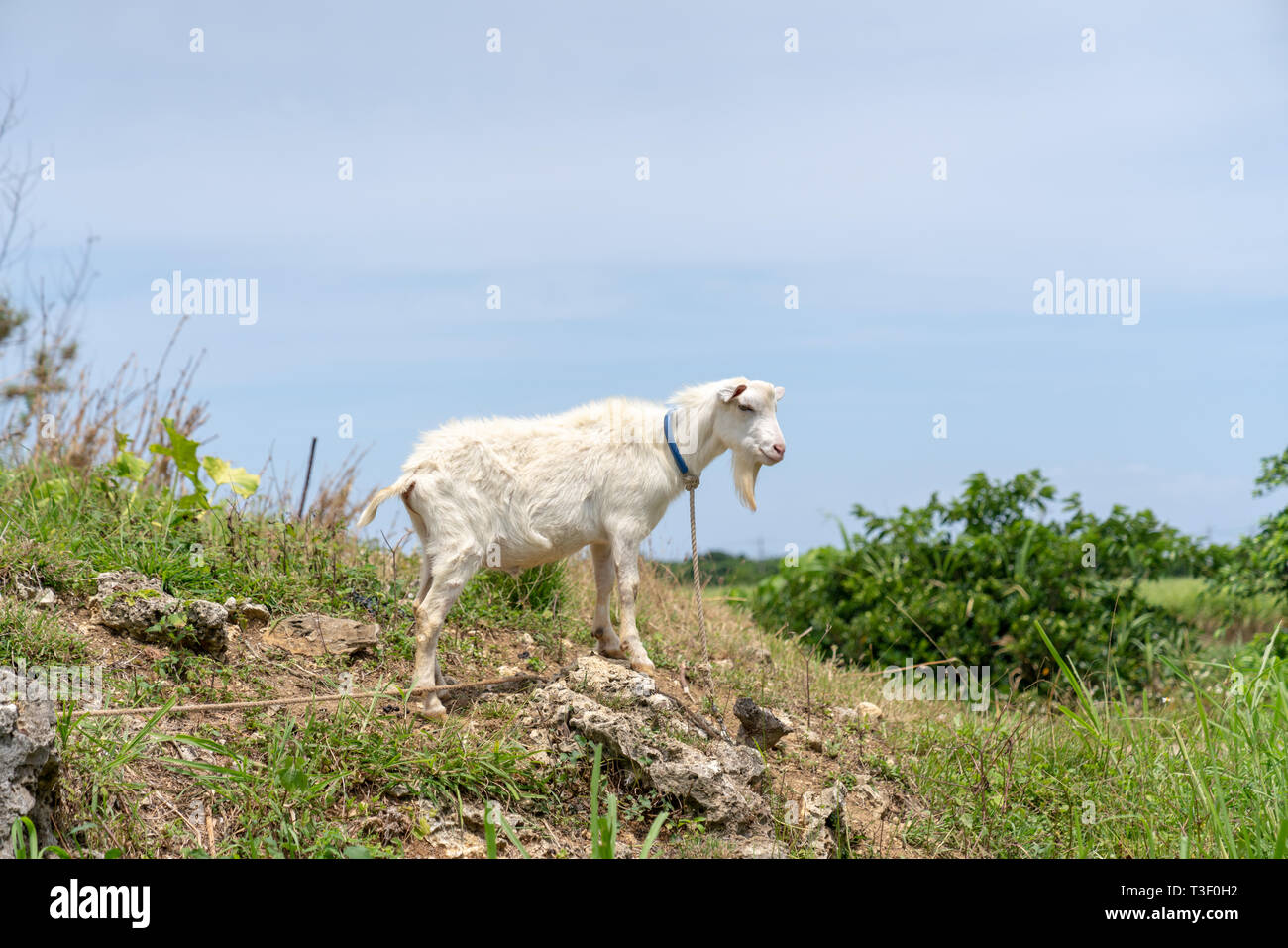 Jungle goat hi-res stock photography and images - Alamy