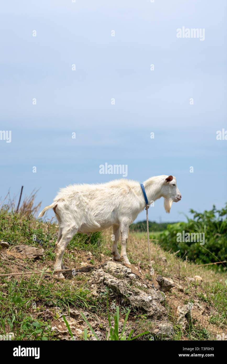 Jungle goat hi-res stock photography and images - Alamy
