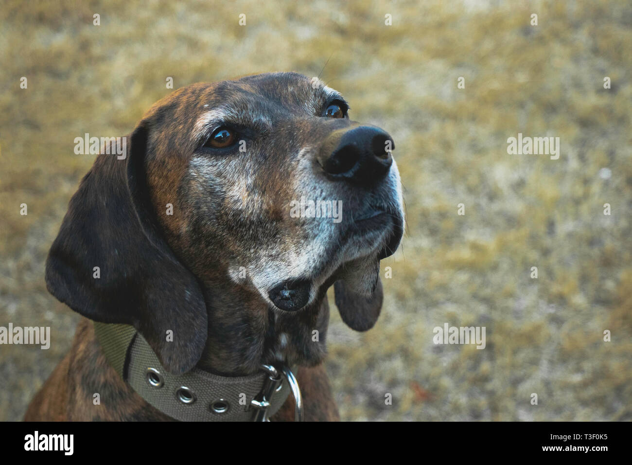 Hound leisure hi-res stock photography and images - Alamy