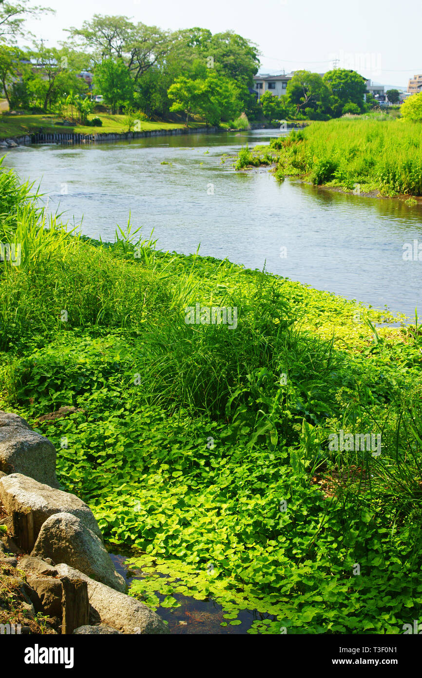 Lake Ezu in spring Stock Photo - Alamy