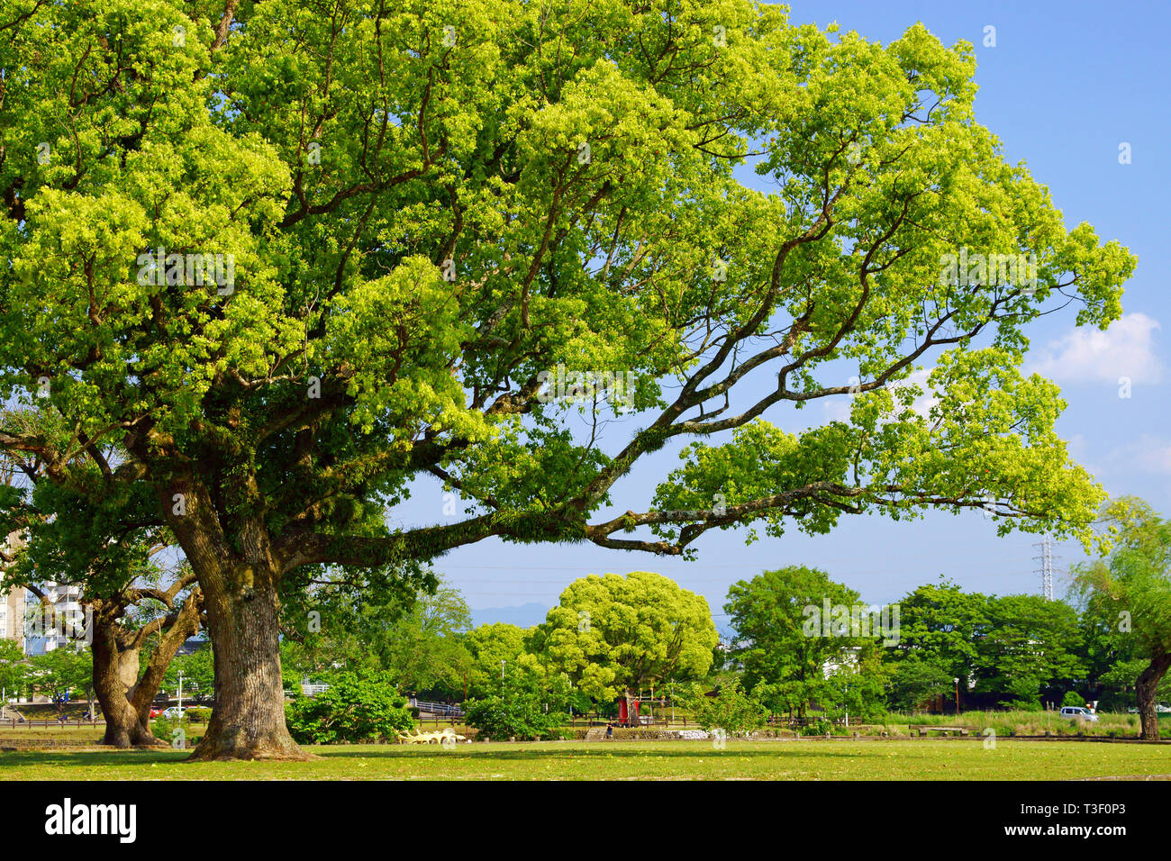 Lake Ezu in spring Stock Photo - Alamy