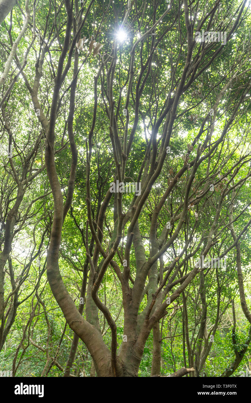Chinese banyan forest Stock Photo - Alamy