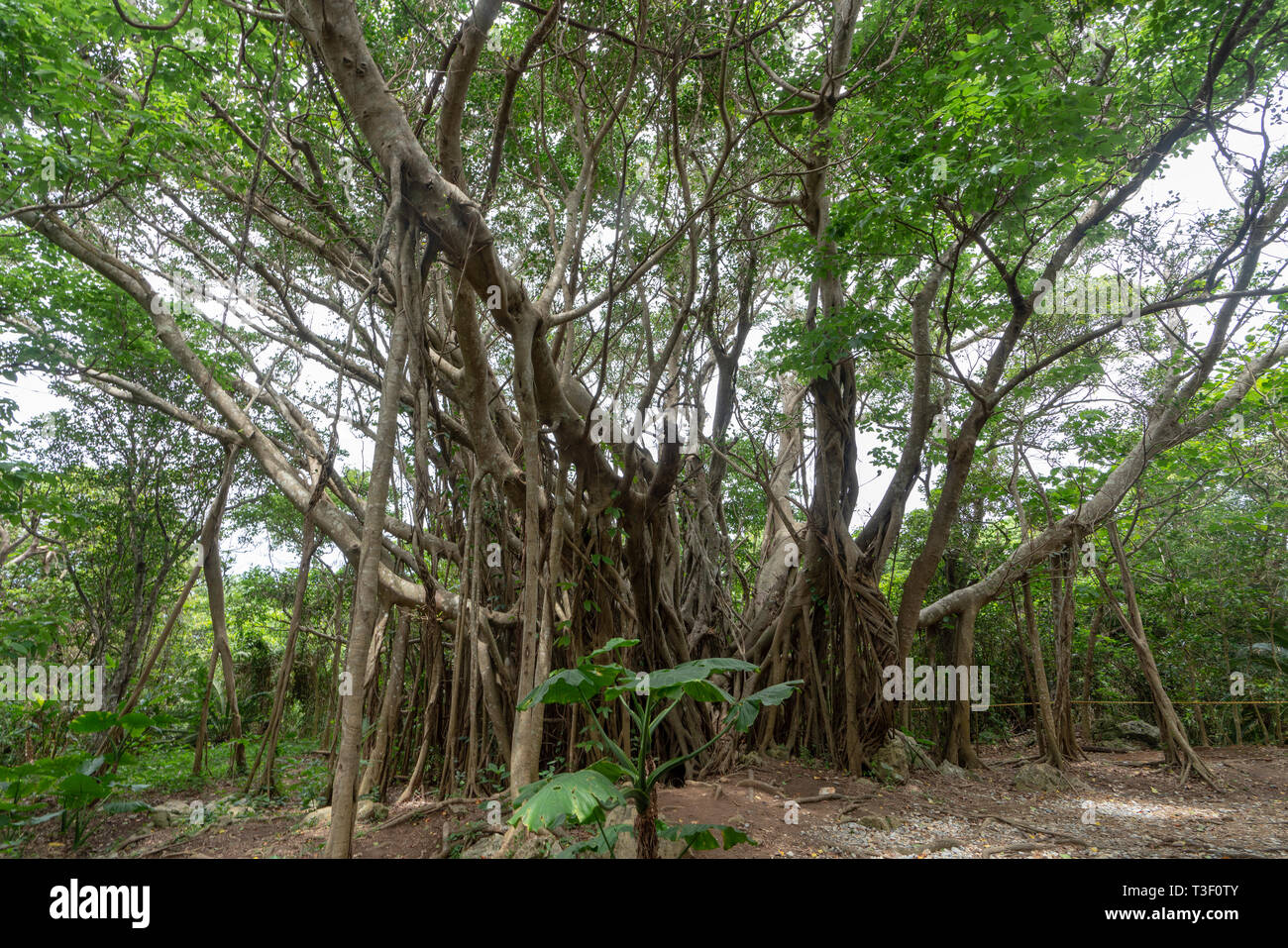 Chinese banyan forest Stock Photo - Alamy
