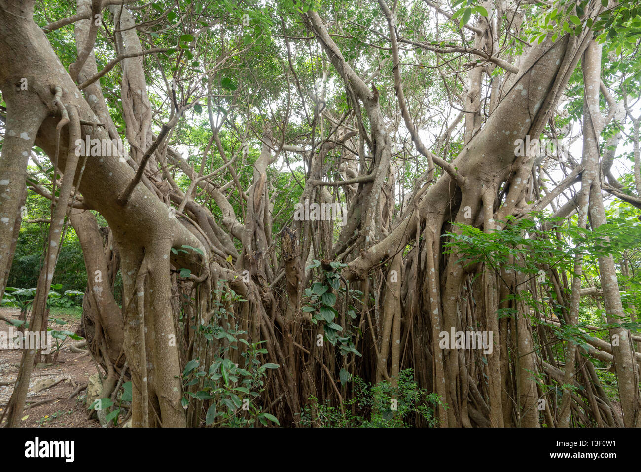 Chinese banyan forest Stock Photo - Alamy