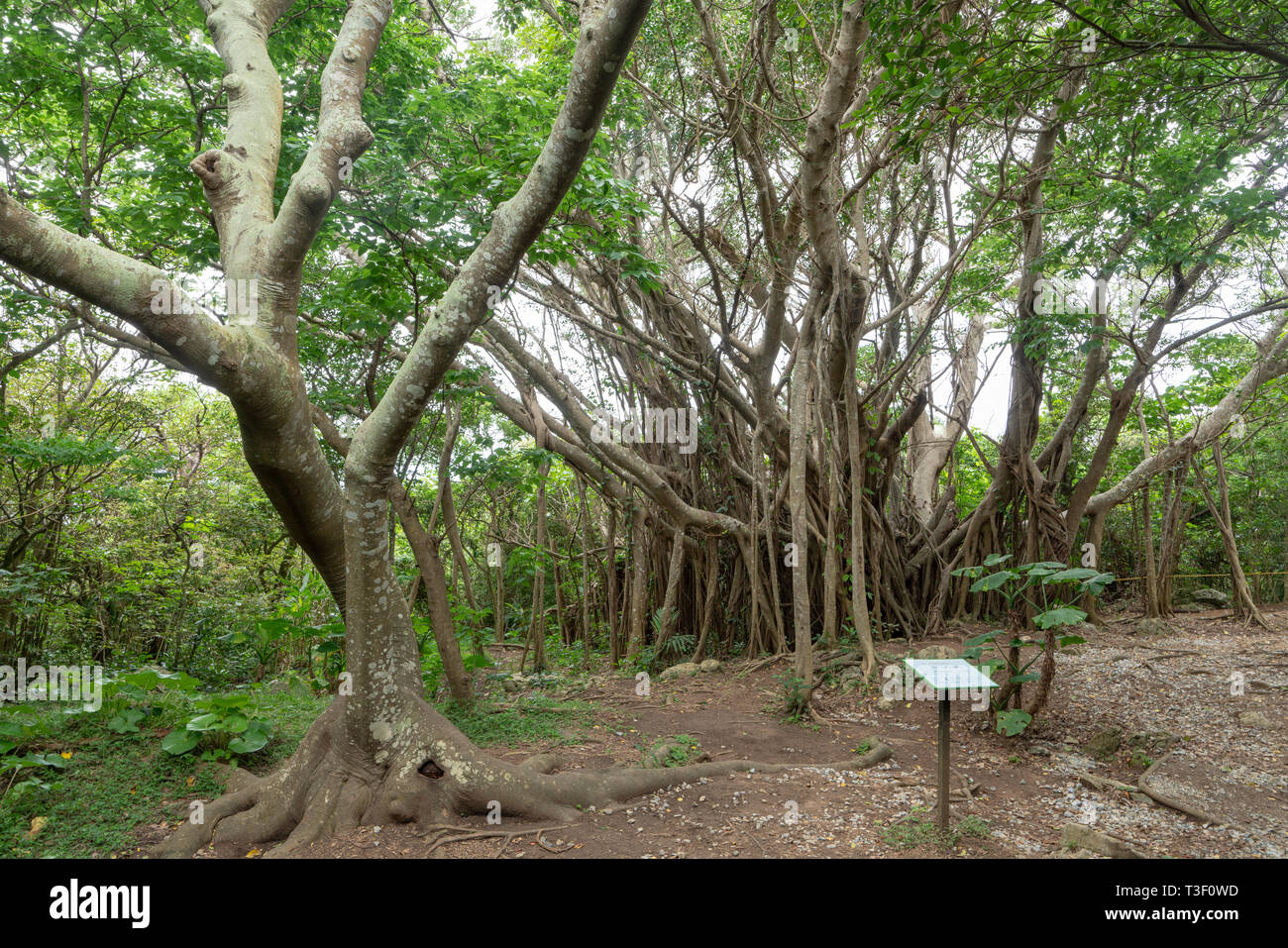 Chinese banyan forest Stock Photo - Alamy