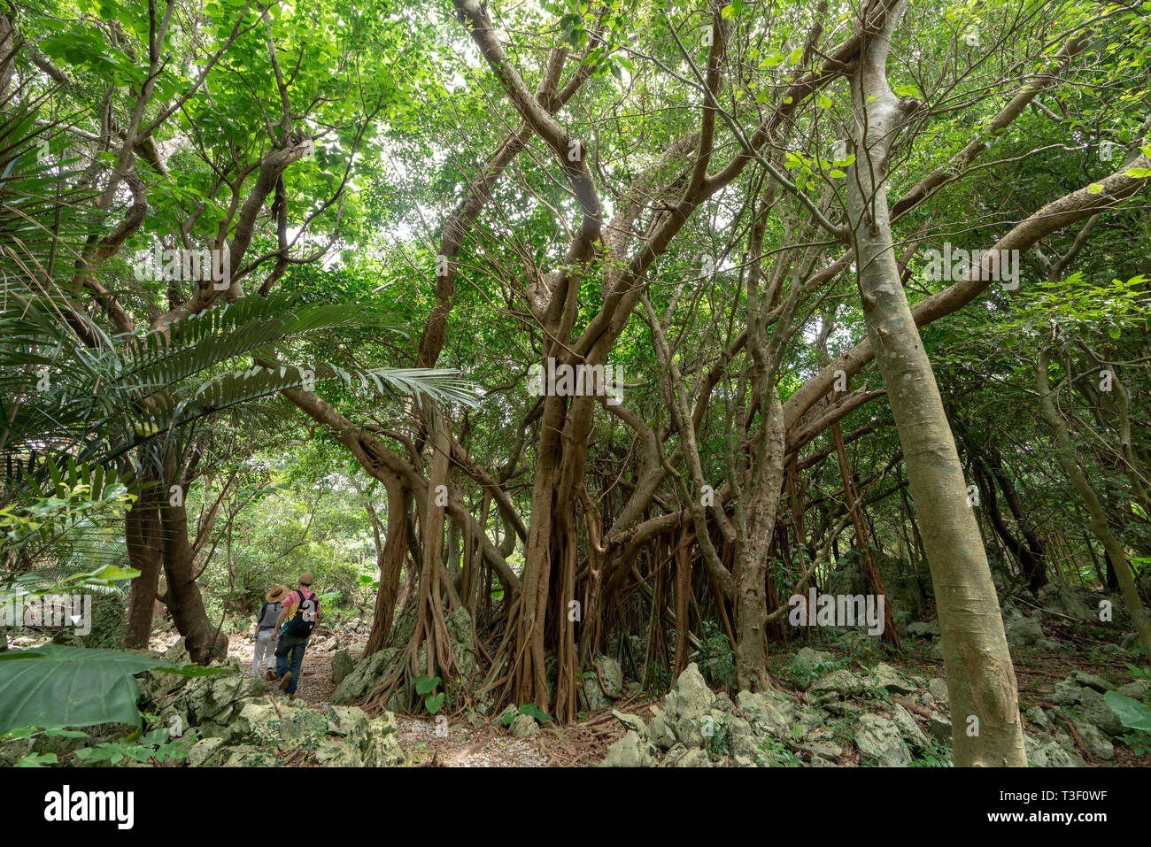 Chinese banyan forest Stock Photo - Alamy
